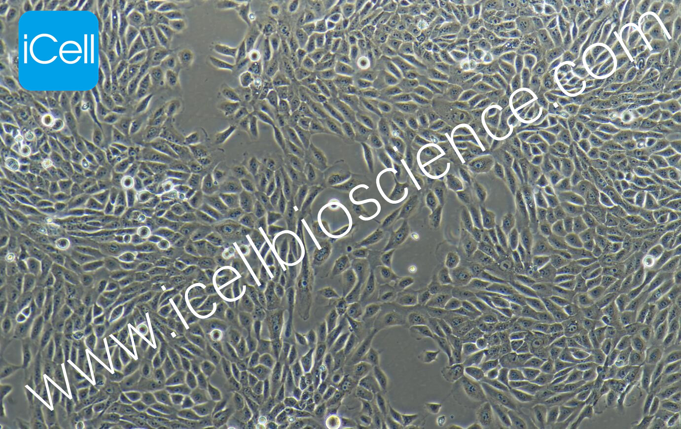 MCF-10A 人乳腺上皮细胞-原代细胞-STR细胞-细胞培养基-镜像绮点生物
