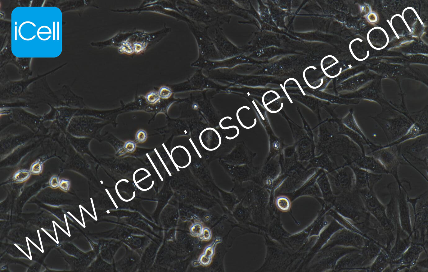 MC3T3-E1 小鼠胚胎成骨细胞前体细胞-原代细胞-STR细胞-细胞培养基-镜像绮点生物