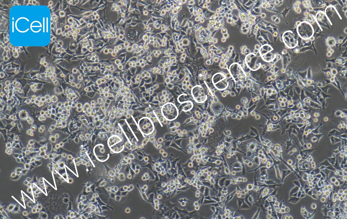 MB-49 小鼠膀胱癌细胞-原代细胞-STR细胞-细胞培养基-镜像绮点生物