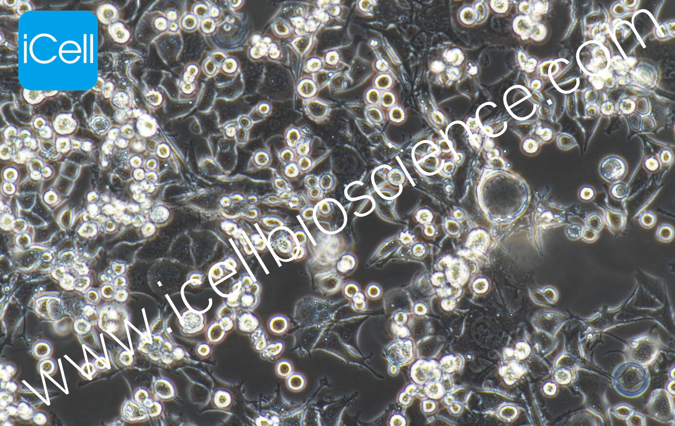 MB-49 小鼠膀胱癌细胞-原代细胞-STR细胞-细胞培养基-镜像绮点生物