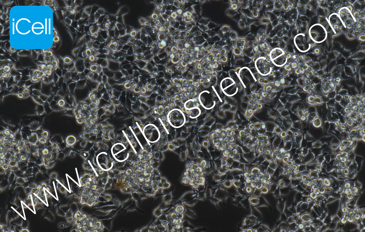 LS174T 人结直肠腺癌细胞-原代细胞-STR细胞-细胞培养基-镜像绮点生物