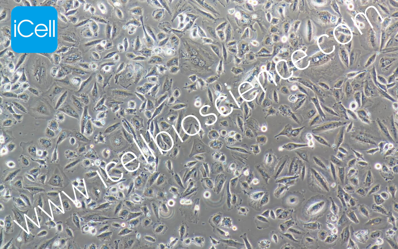 LN229人胶质瘤细胞-原代细胞-STR细胞-细胞培养基-镜像绮点生物