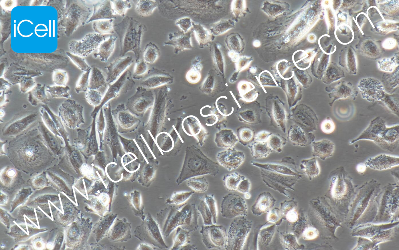 LN229人胶质瘤细胞-原代细胞-STR细胞-细胞培养基-镜像绮点生物