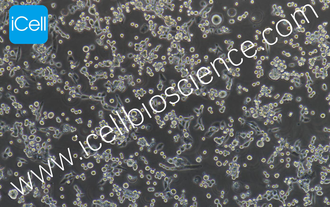 LLC 小鼠Lewis肺癌细胞-原代细胞-STR细胞-细胞培养基-镜像绮点生物