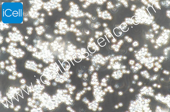 L5178Y TK 小鼠淋巴瘤细胞-原代细胞-STR细胞-细胞培养基-镜像绮点生物