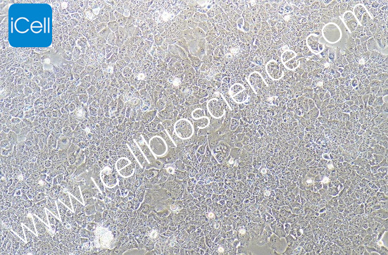 AML12 小鼠肝细胞_赛百慷(上海)生物技术股份有限公司