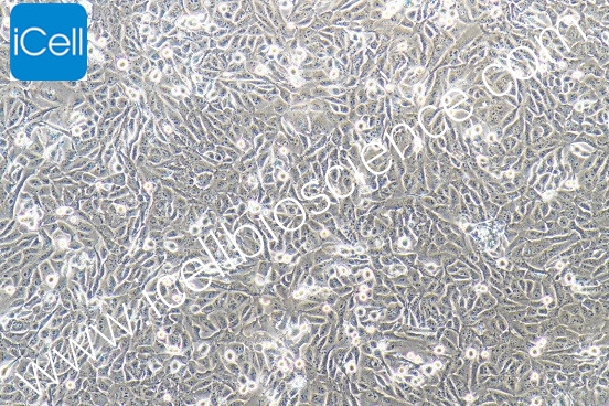 143B 人骨肉瘤细胞-原代细胞-STR细胞-细胞培养基-镜像绮点生物