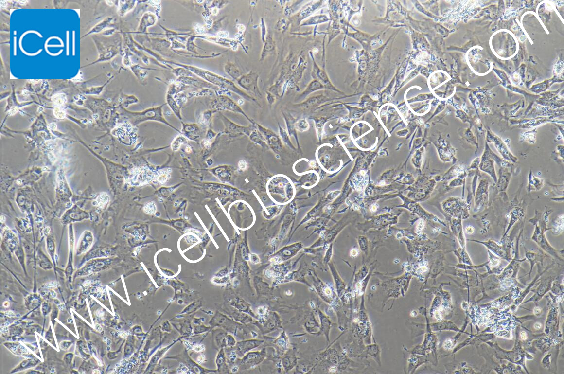 hTERT-HPNE 人胰腺导管细胞 -原代细胞-STR细胞-细胞培养基-镜像绮点生物
