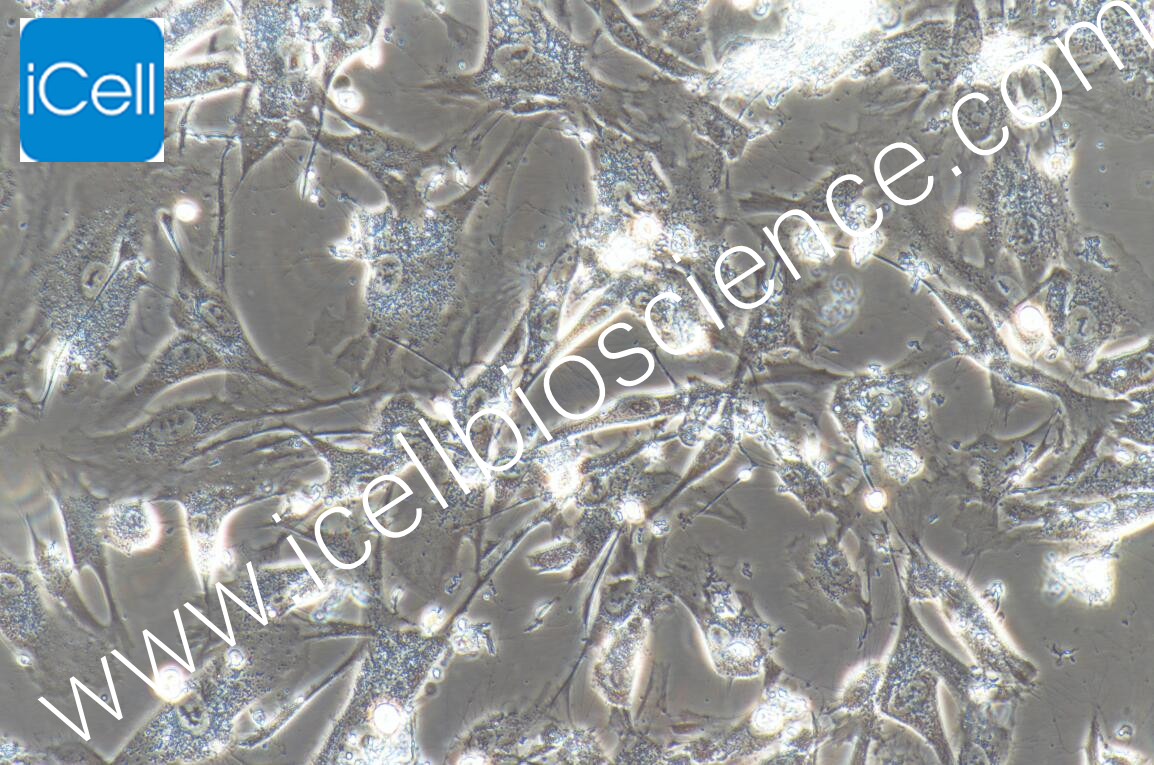 hTERT-HPNE 人胰腺导管细胞 -原代细胞-STR细胞-细胞培养基-镜像绮点生物