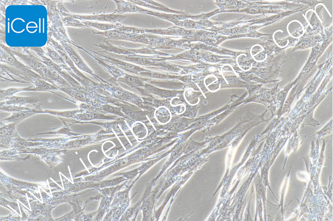 IMR-90 人胚肺成纤维细胞-原代细胞-STR细胞-细胞培养基-镜像绮点生物