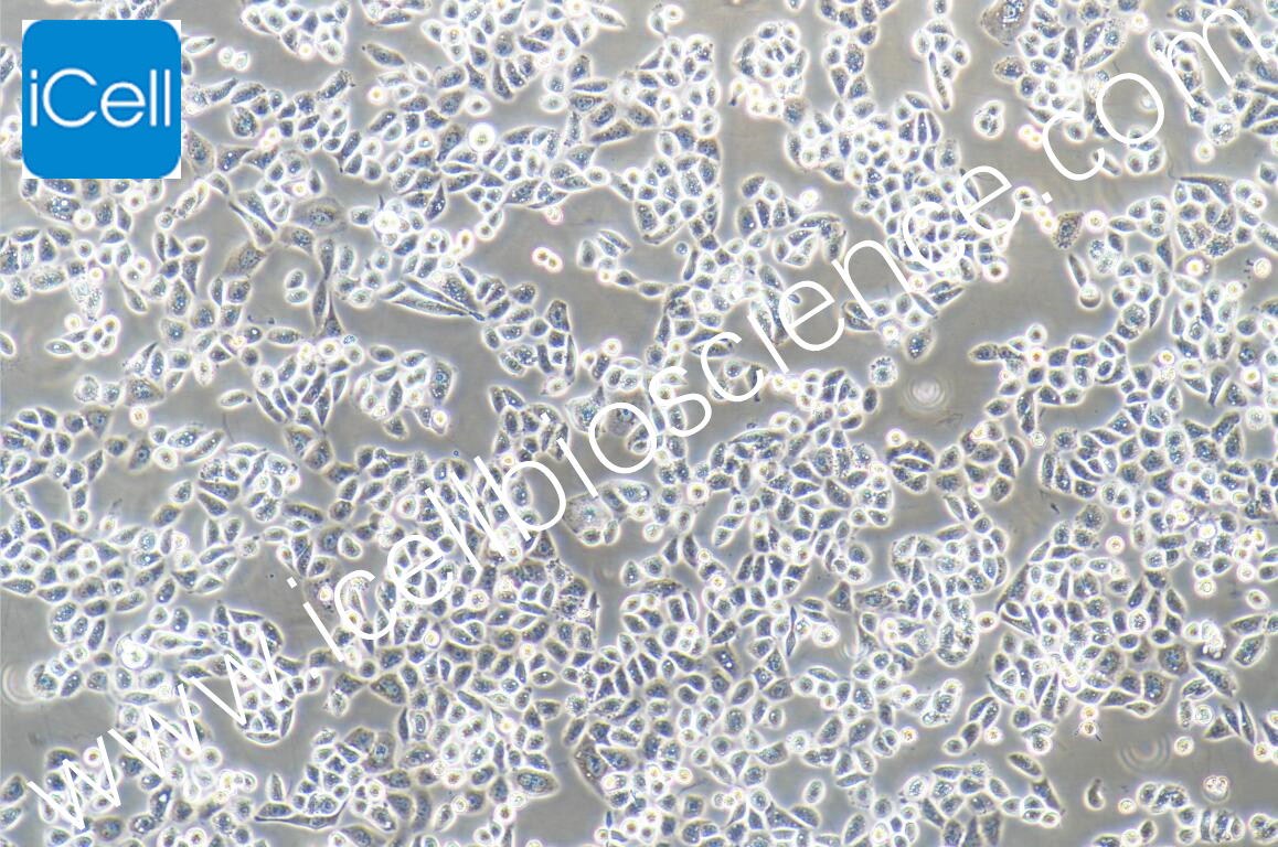 PC-9 人肺癌细胞-原代细胞-STR细胞-细胞培养基-镜像绮点生物