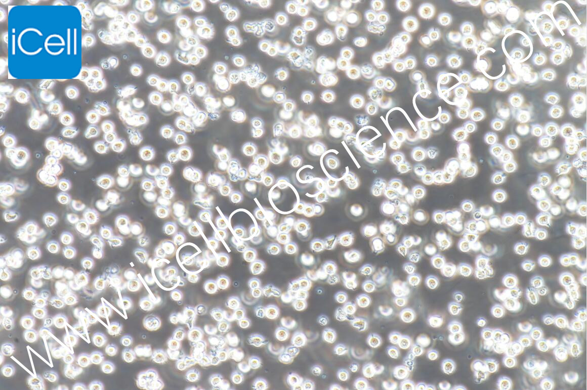 REH 人急性非B非T淋巴细胞白血病细胞-原代细胞-STR细胞-细胞培养基-镜像绮点生物