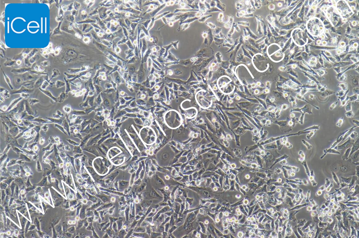 SK-HEP-1 人肝癌细胞-原代细胞-STR细胞-细胞培养基-镜像绮点生物