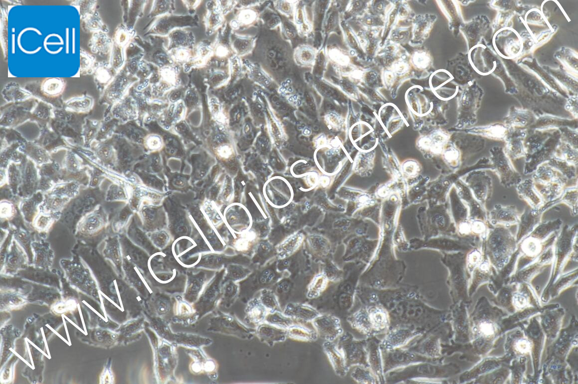 SK-HEP-1 人肝癌细胞-原代细胞-STR细胞-细胞培养基-镜像绮点生物