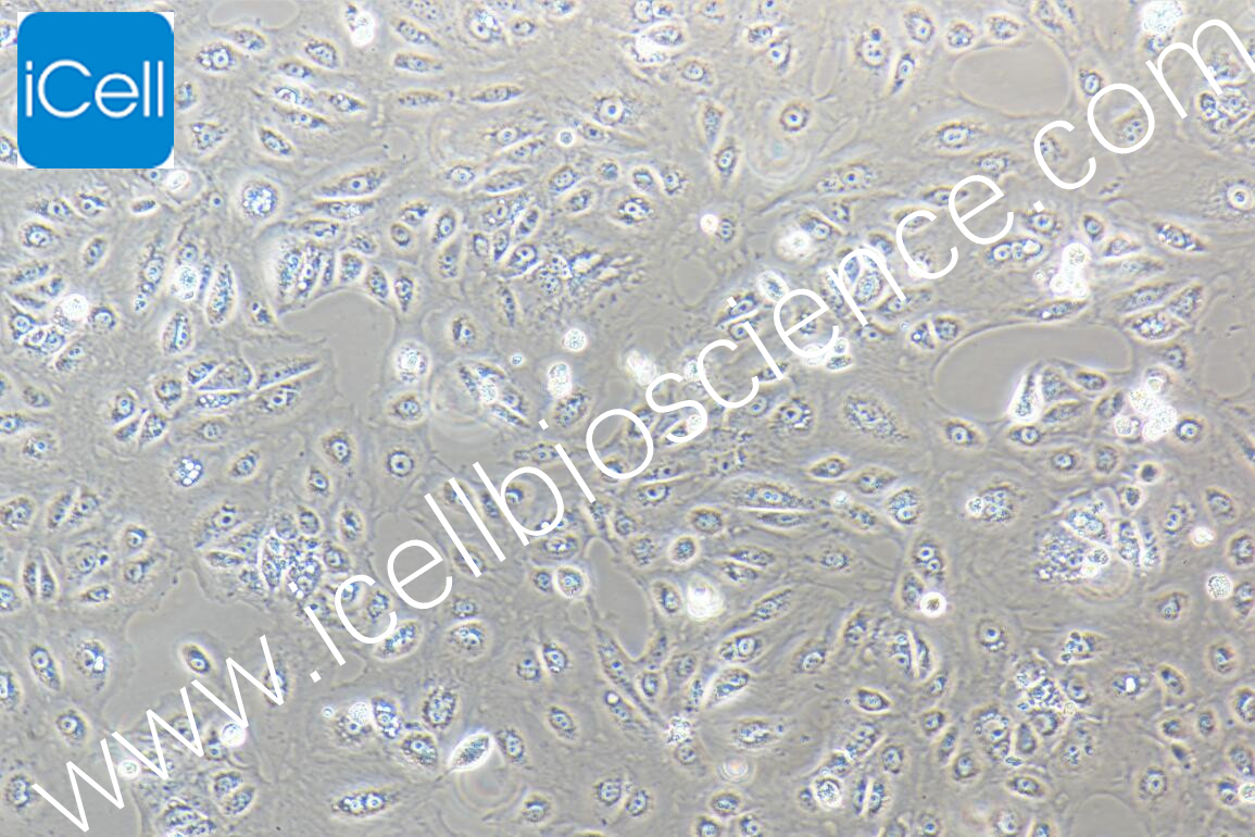 SNU-182 人肝癌细胞-原代细胞-STR细胞-细胞培养基-镜像绮点生物