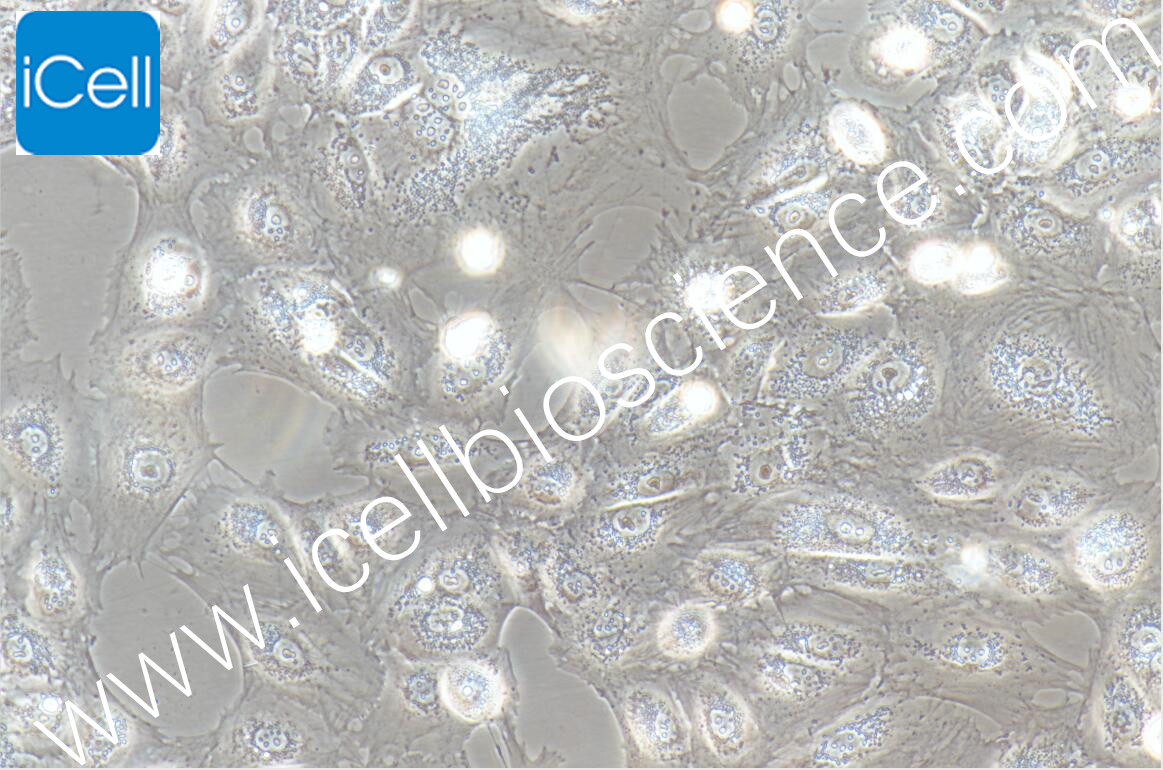 SNU-182 人肝癌细胞-原代细胞-STR细胞-细胞培养基-镜像绮点生物