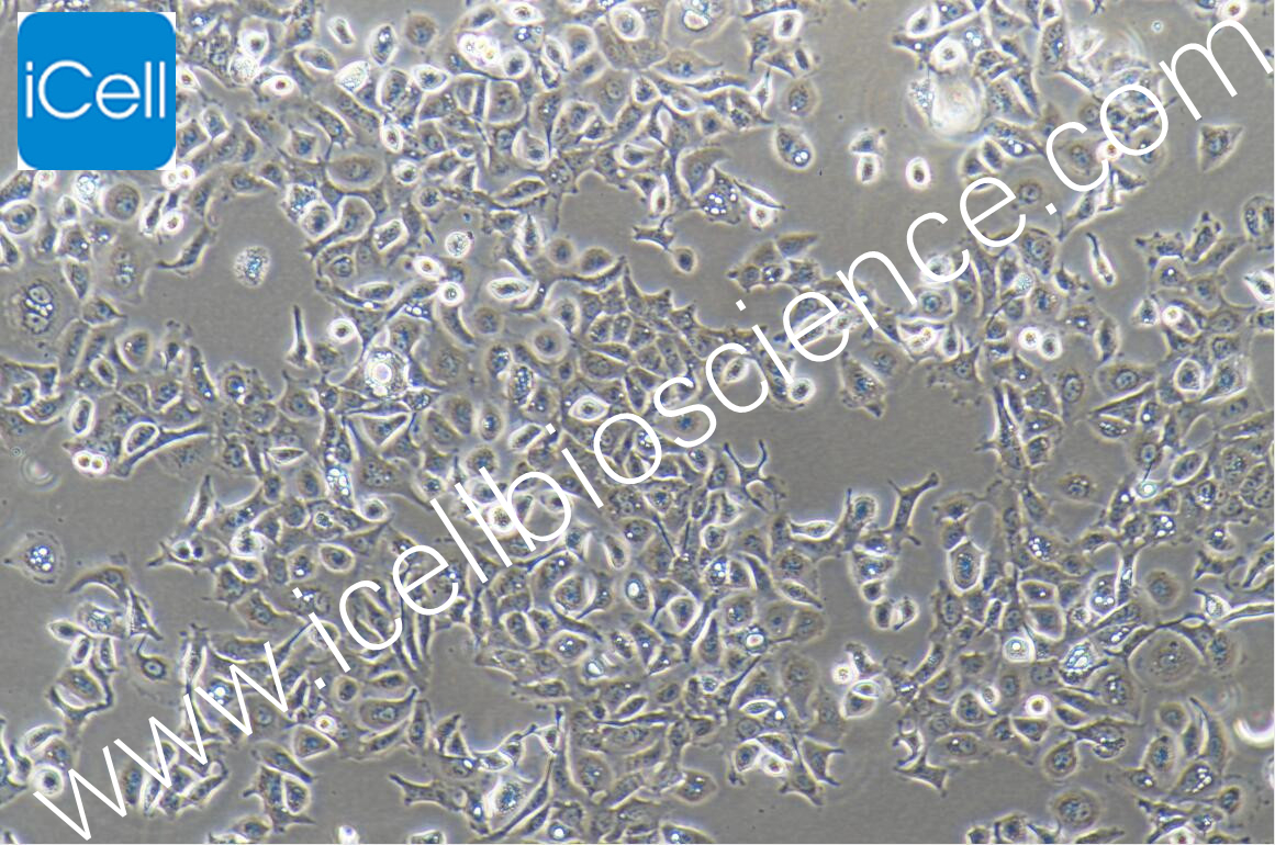 SW-780 人膀胱移行细胞癌-原代细胞-STR细胞-细胞培养基-镜像绮点生物