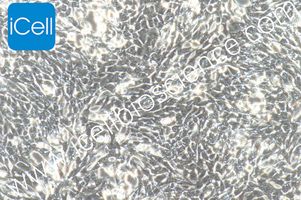 V79 仓鼠肺细胞-原代细胞-STR细胞-细胞培养基-镜像绮点生物