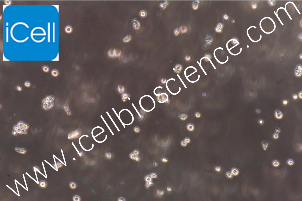 人原代脐血DC细胞-原代细胞-STR细胞-细胞培养基-镜像绮点生物