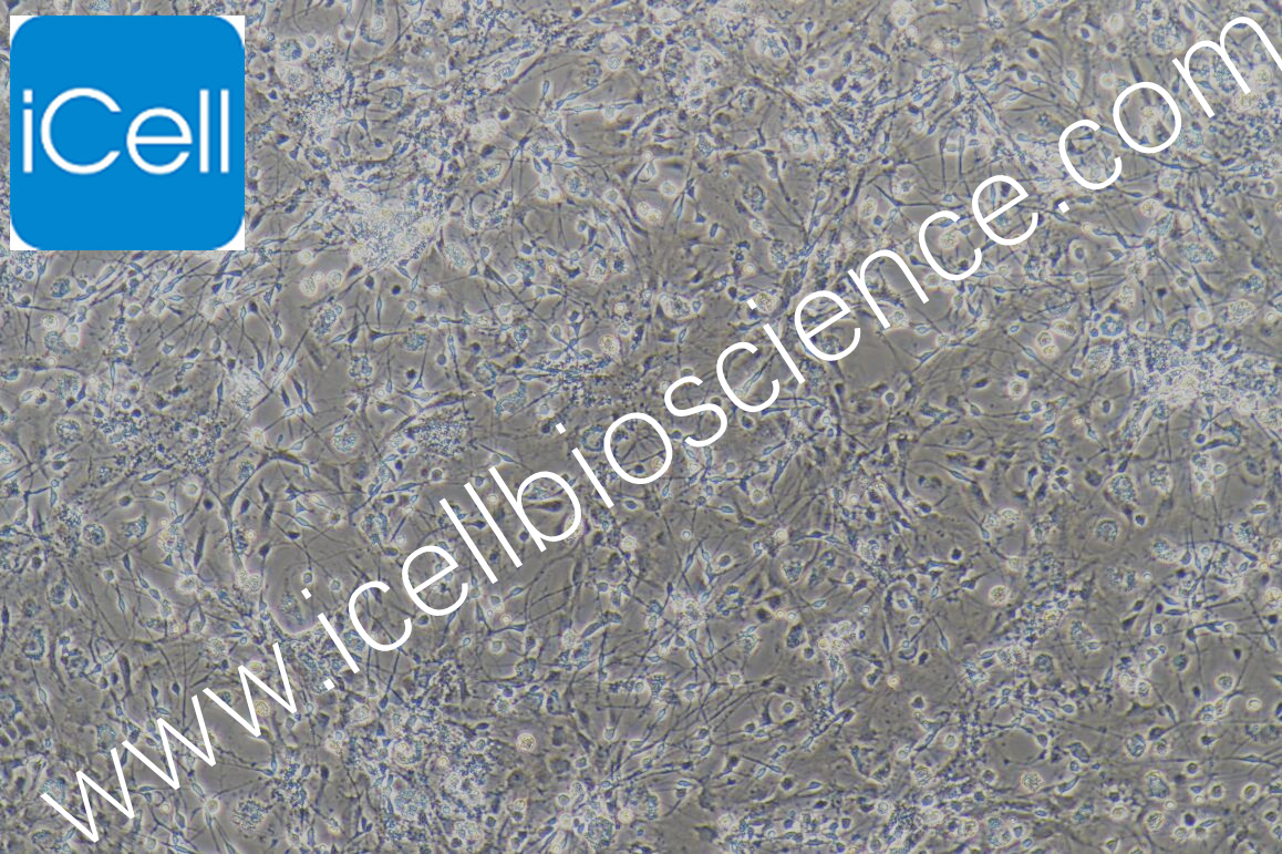 大鼠原代DRG神经元细胞-原代细胞-STR细胞-细胞培养基-镜像绮点生物