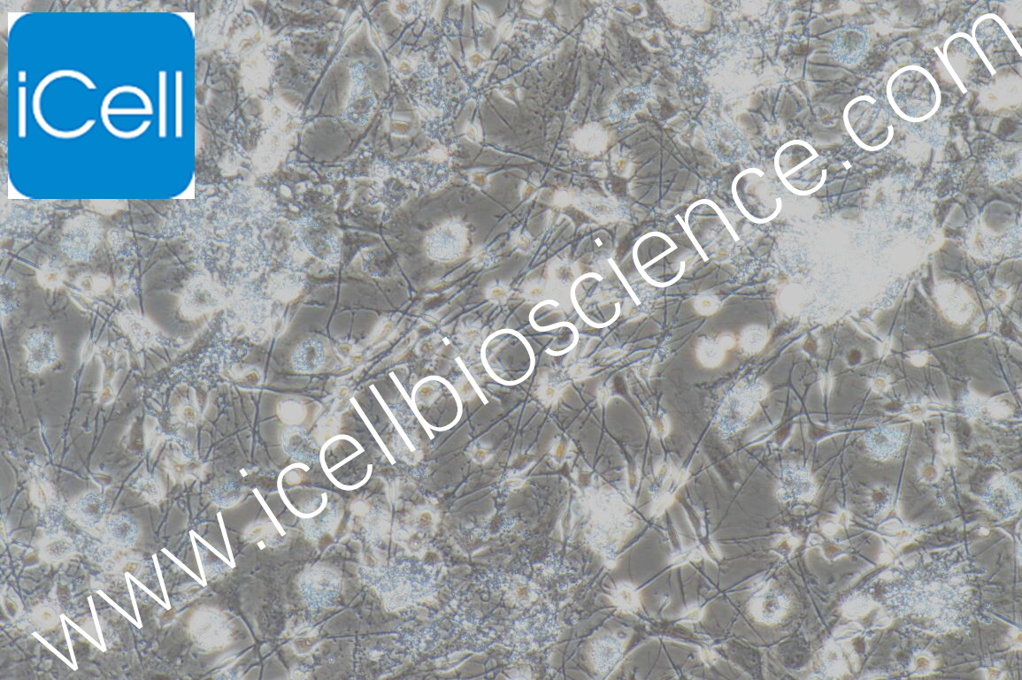 大鼠原代DRG神经元细胞-原代细胞-STR细胞-细胞培养基-镜像绮点生物