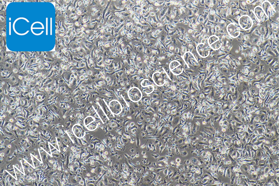 大鼠原代肝kupffer细胞-原代细胞-STR细胞-细胞培养基-镜像绮点生物