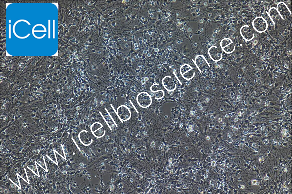 大鼠原代结肠神经元细胞-原代细胞-STR细胞-细胞培养基-镜像绮点生物