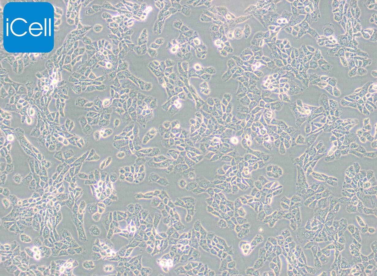 EMT6 小鼠乳腺癌细胞-原代细胞-STR细胞-细胞培养基-镜像绮点生物