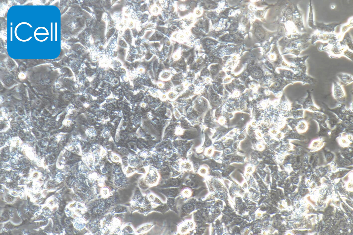 LOVO/5FU 人结直肠癌细胞氟尿嘧啶耐药株（暂不提供）-原代细胞-STR细胞-细胞培养基-镜像绮点生物