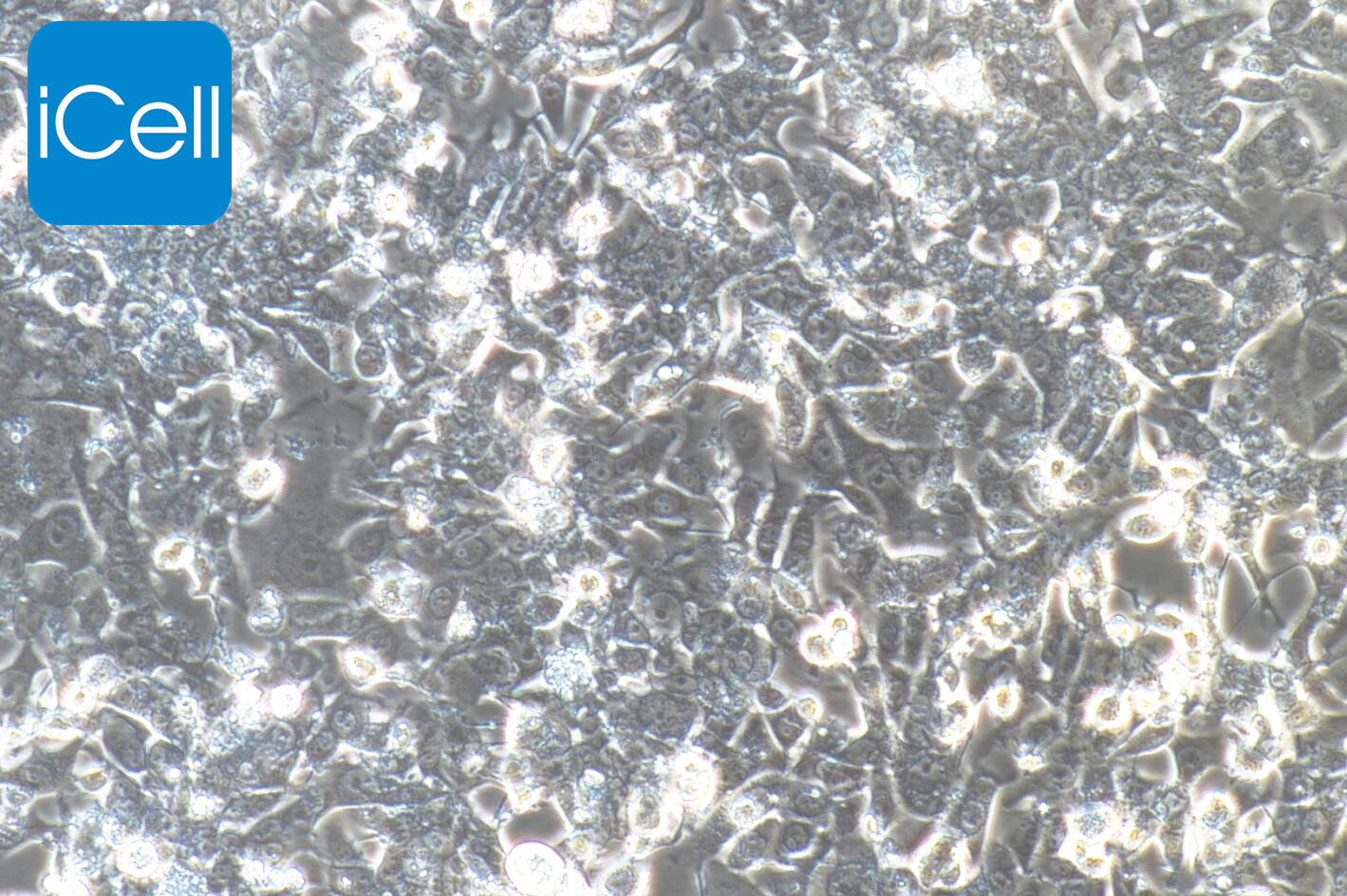 LOVO/5FU 人结直肠癌细胞氟尿嘧啶耐药株（暂不提供）-原代细胞-STR细胞-细胞培养基-镜像绮点生物