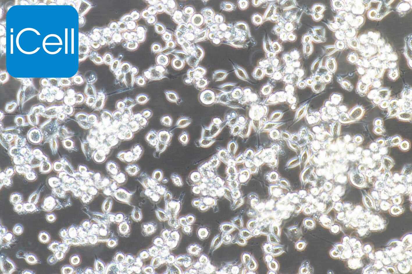 MC38+luc 小鼠结肠癌细胞稳定表达荧光素酶-原代细胞-STR细胞-细胞培养基-镜像绮点生物