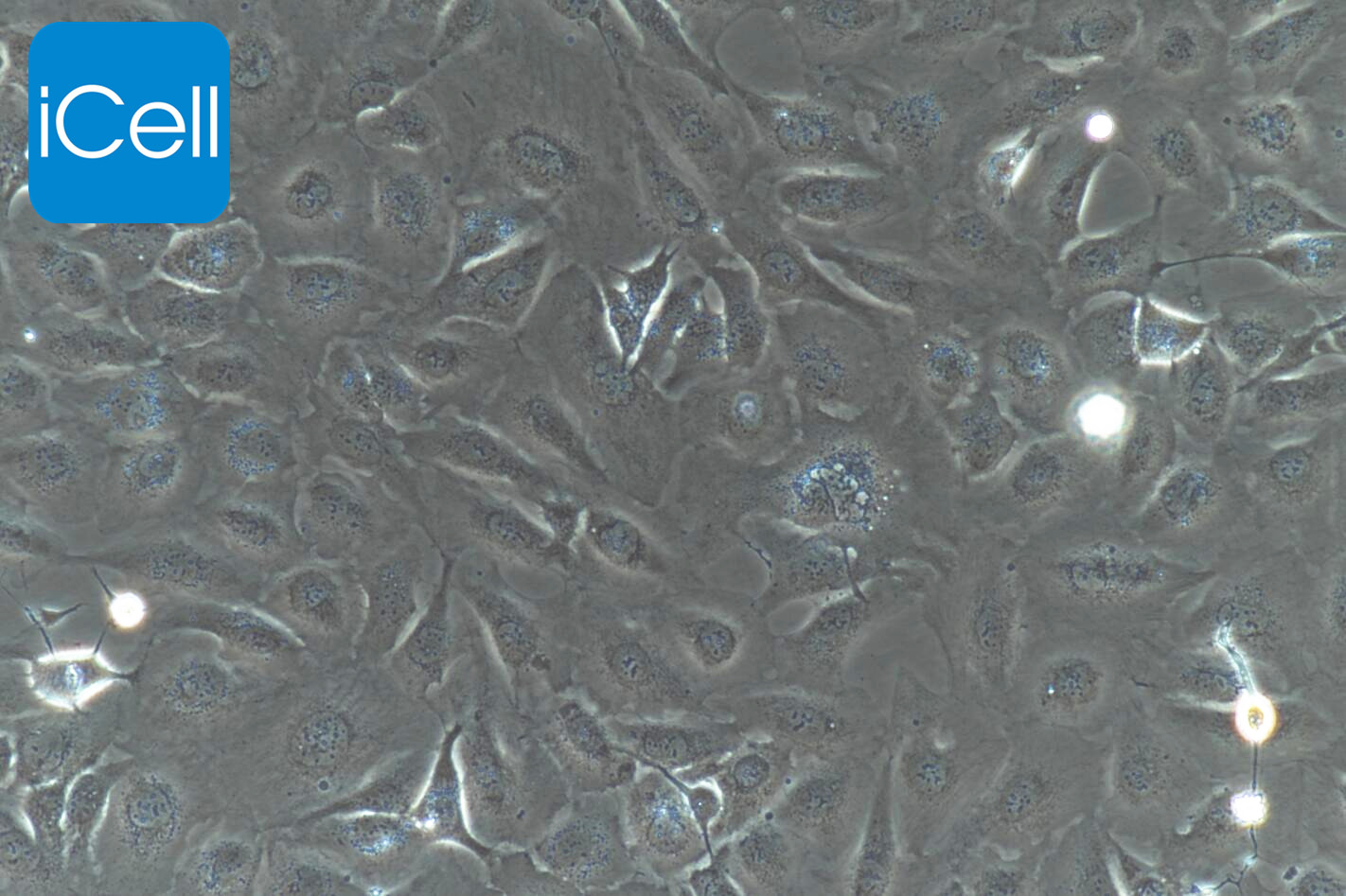 SK-OV-3+luc 人卵巢癌细胞荧光素酶标记-原代细胞-STR细胞-细胞培养基-镜像绮点生物