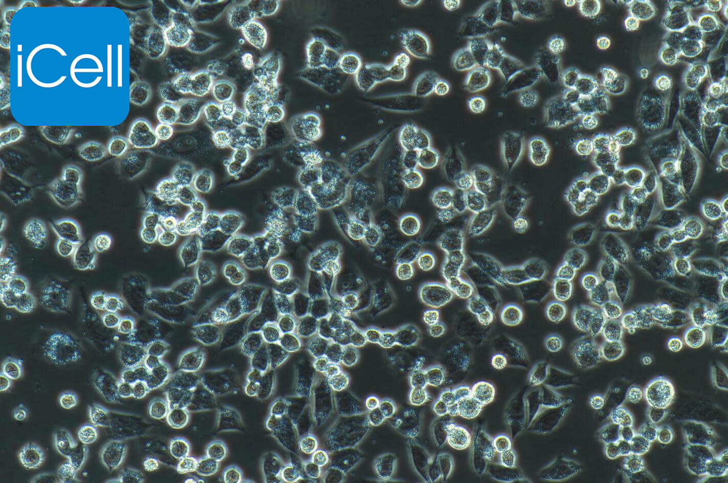A2780+GFP 人卵巢癌细胞+GFP-原代细胞-STR细胞-细胞培养基-镜像绮点生物