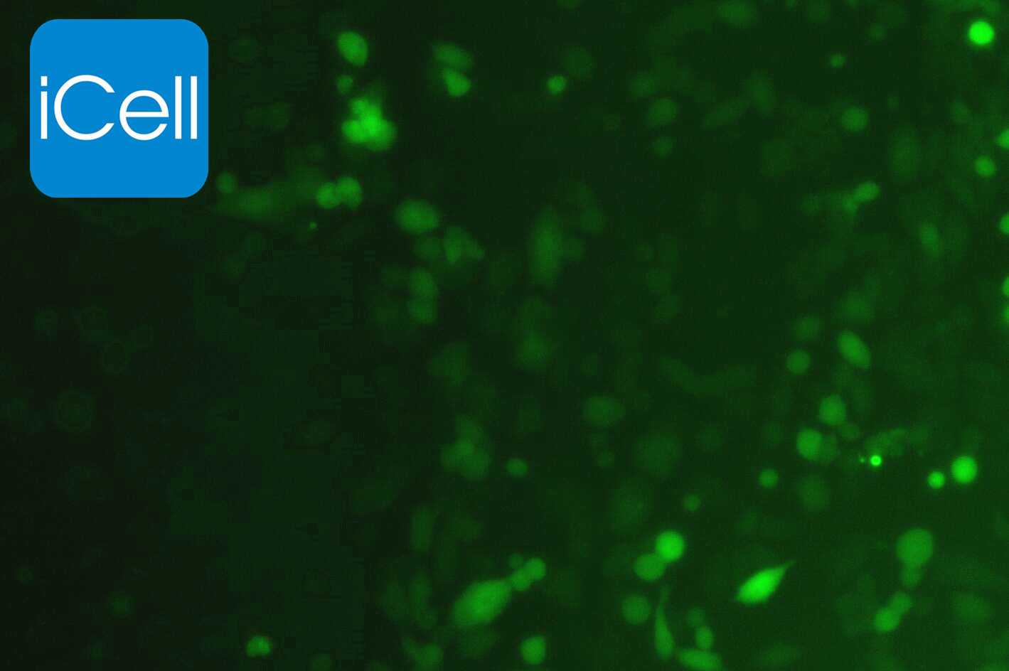 A2780+GFP 人卵巢癌细胞+GFP-原代细胞-STR细胞-细胞培养基-镜像绮点生物