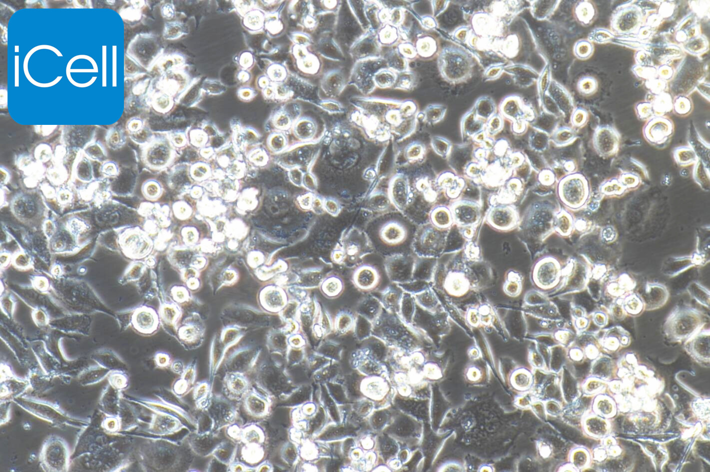 ASPC-1/GEM 人转移胰腺腺癌细胞吉西他滨耐药株-原代细胞-STR细胞-细胞培养基-镜像绮点生物