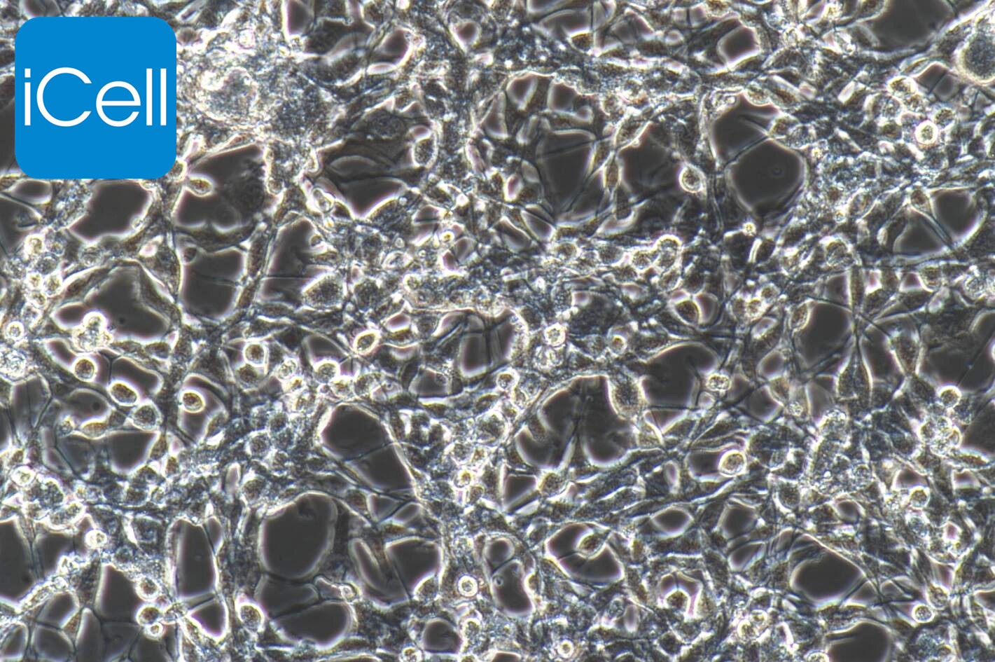 CT26+luc 小鼠结肠癌细胞荧光素酶标记-原代细胞-STR细胞-细胞培养基-镜像绮点生物