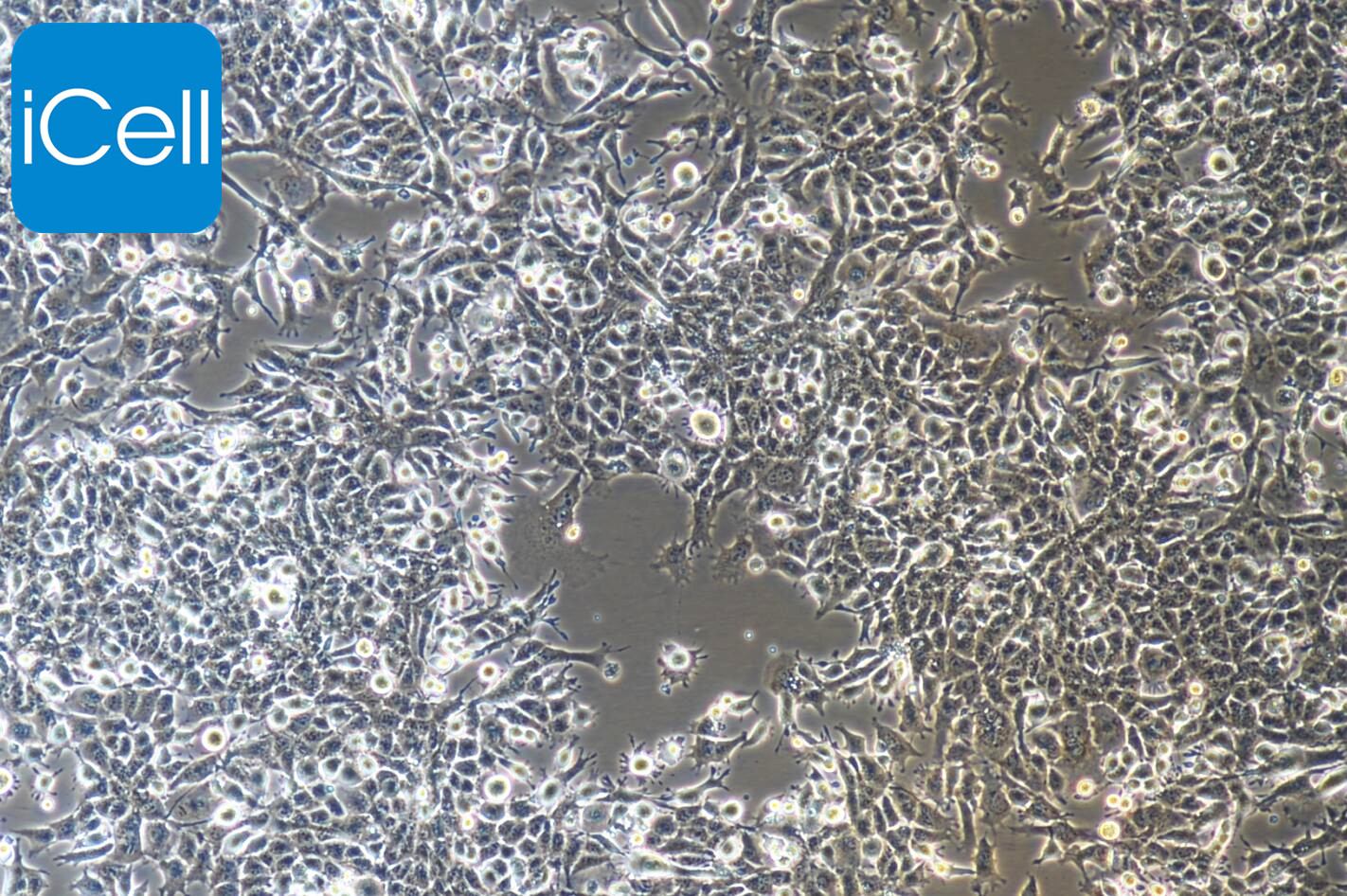 GL261+luc 小鼠胶质细胞瘤+luc-原代细胞-STR细胞-细胞培养基-镜像绮点生物