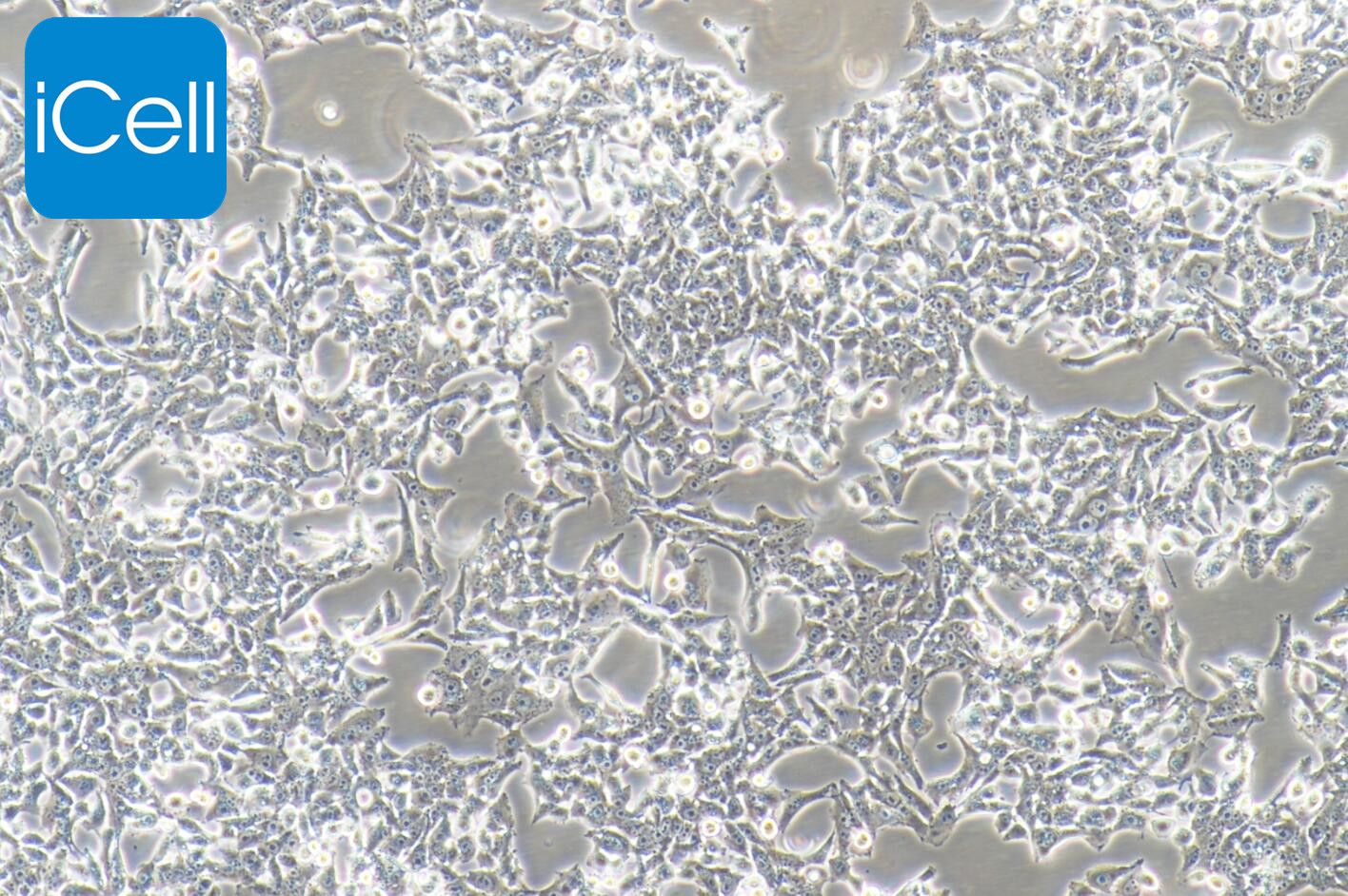 WRL68 人正常肝细胞-原代细胞-STR细胞-细胞培养基-镜像绮点生物