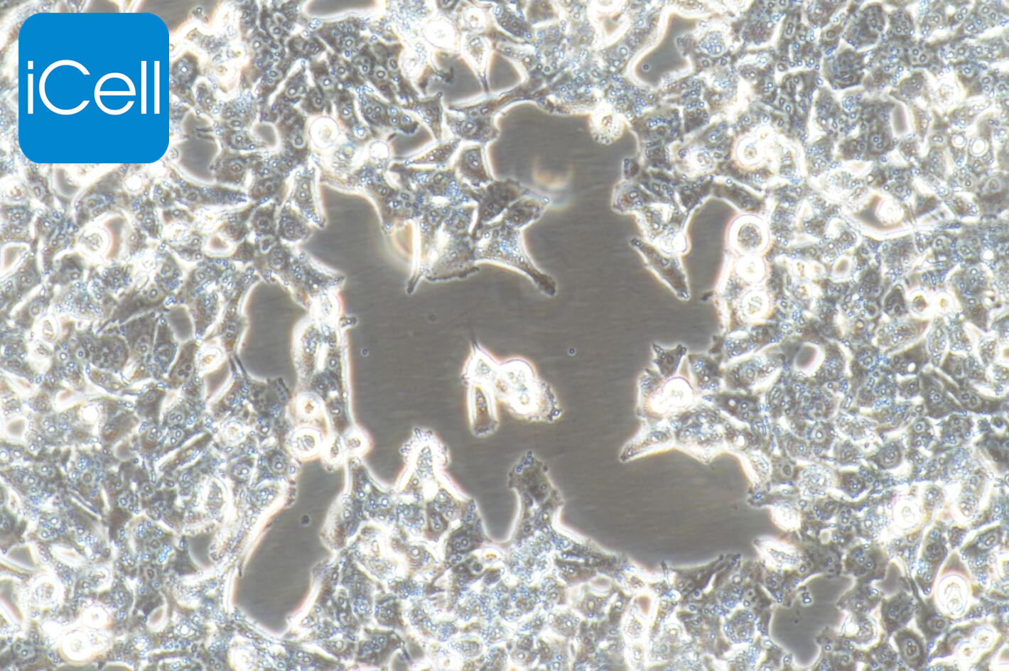 WRL68 人正常肝细胞-原代细胞-STR细胞-细胞培养基-镜像绮点生物