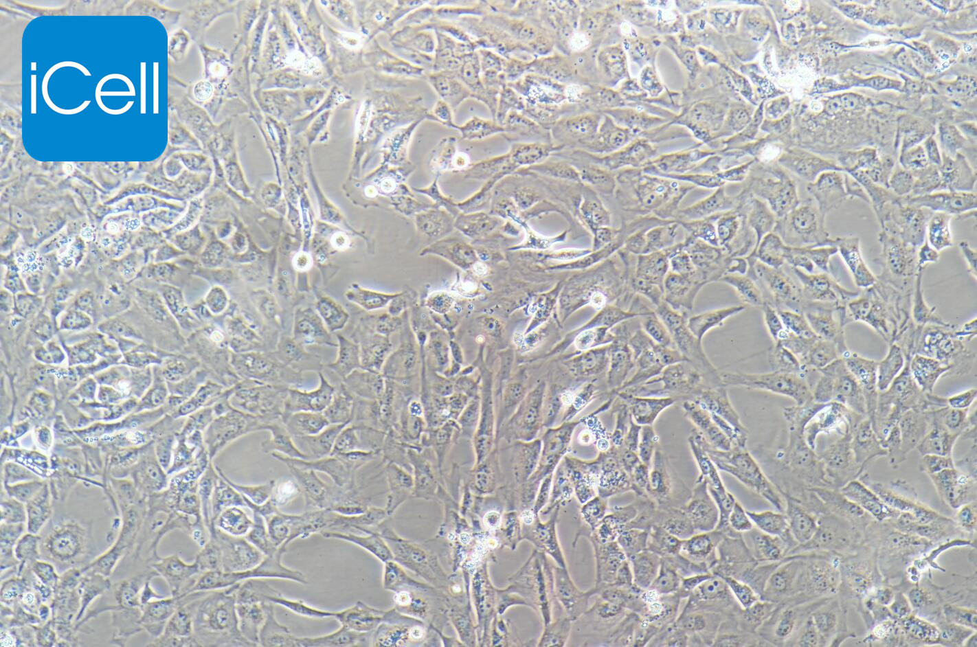 WPMY-1 人正常前列腺基质永生化细胞-原代细胞-STR细胞-细胞培养基-镜像绮点生物