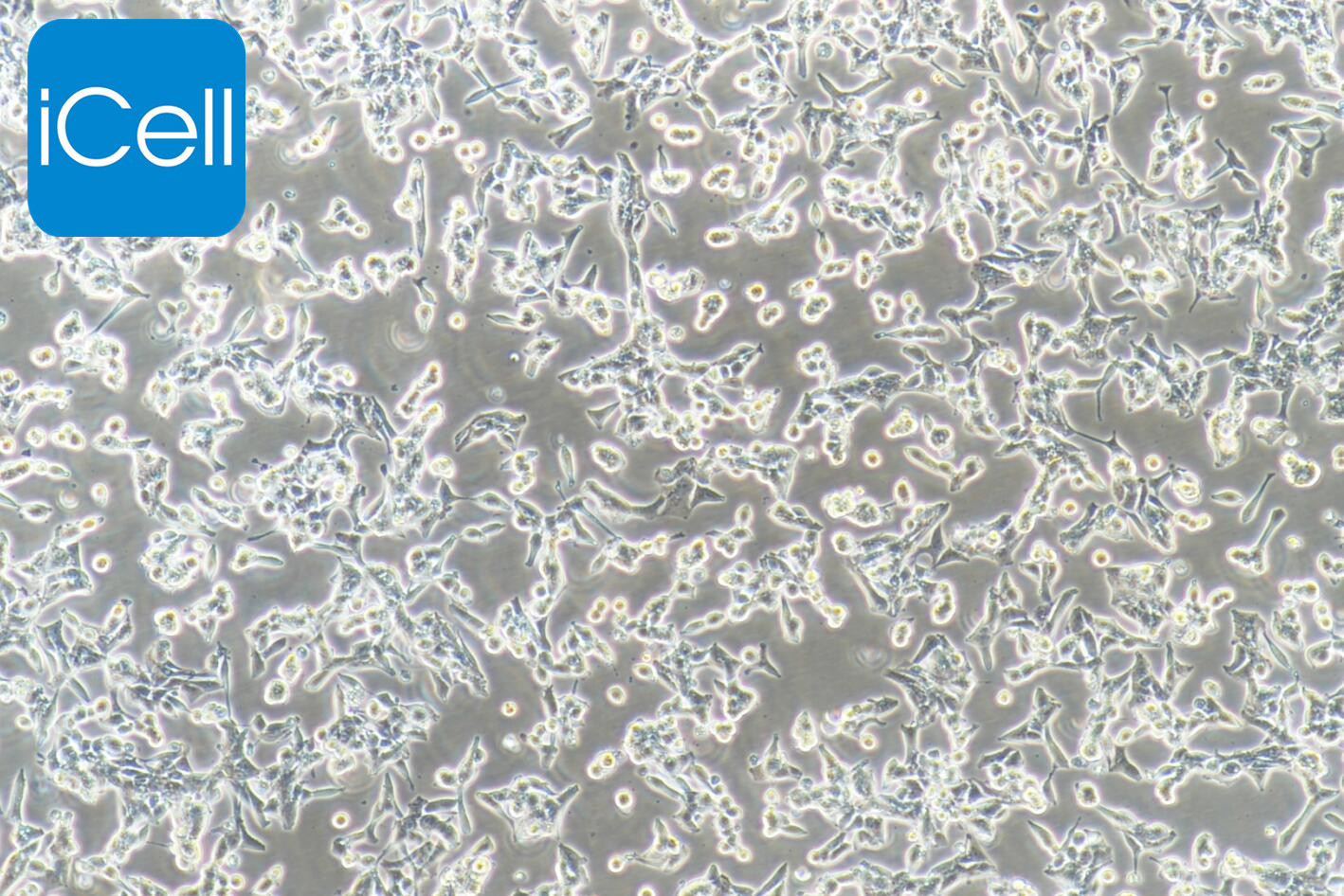 VCAP 人前列腺癌细胞-原代细胞-STR细胞-细胞培养基-镜像绮点生物