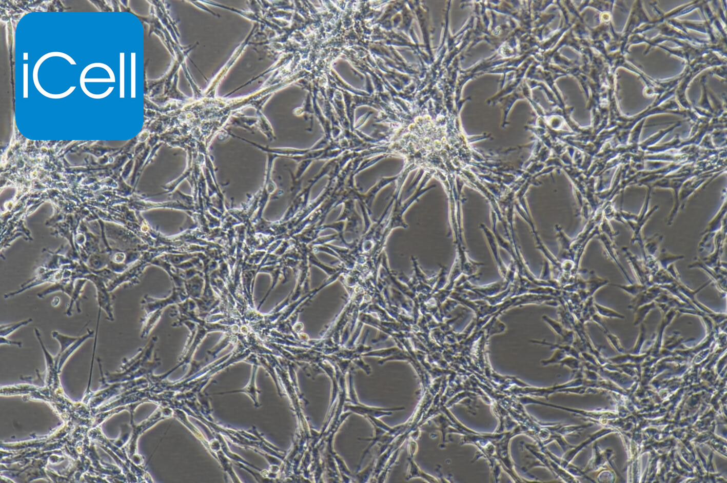 U87MG 人脑星形胶质母细胞瘤-原代细胞-STR细胞-细胞培养基-镜像绮点生物