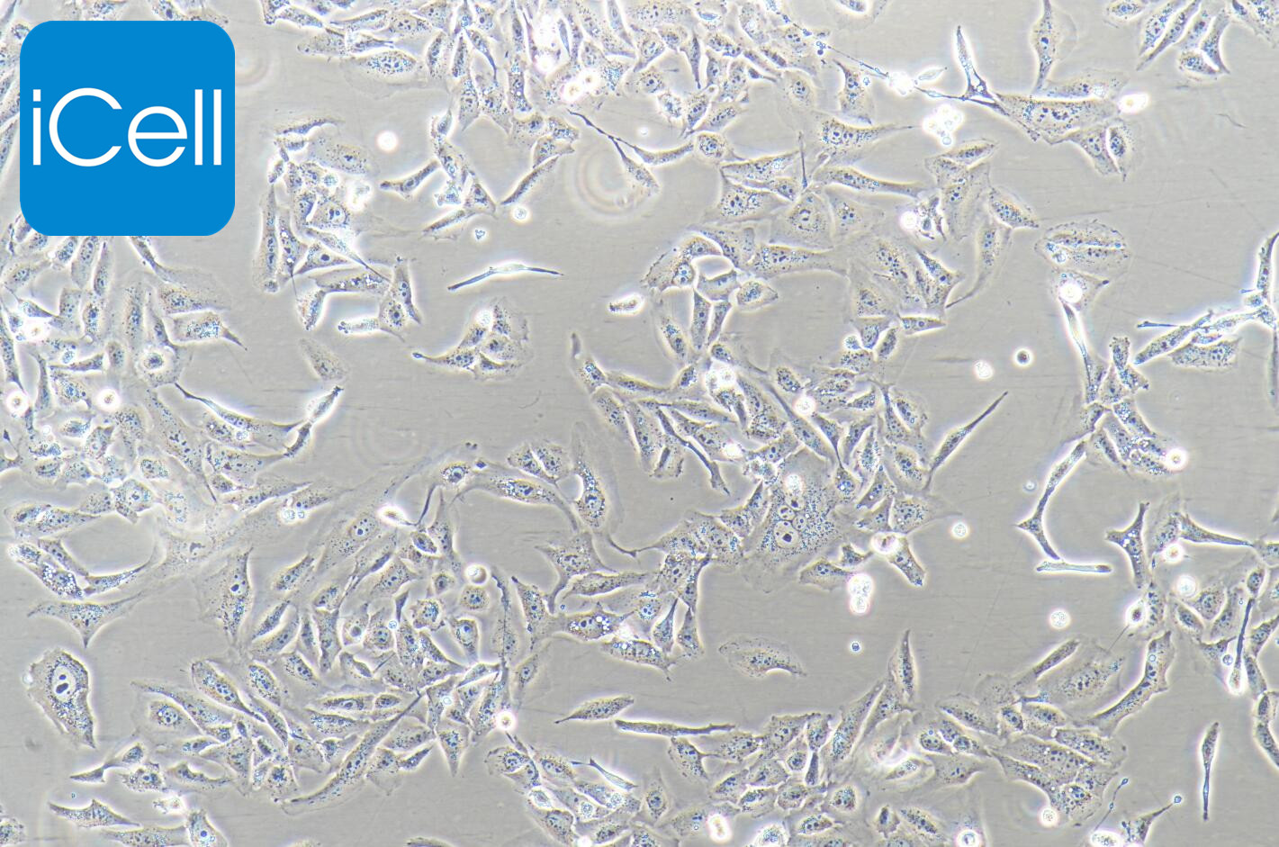 U2OS 人骨肉瘤细胞-原代细胞-STR细胞-细胞培养基-镜像绮点生物