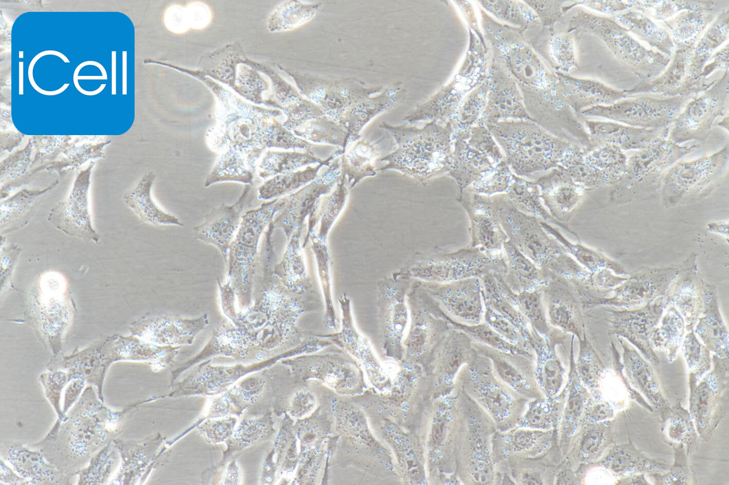 U2OS 人骨肉瘤细胞-原代细胞-STR细胞-细胞培养基-镜像绮点生物