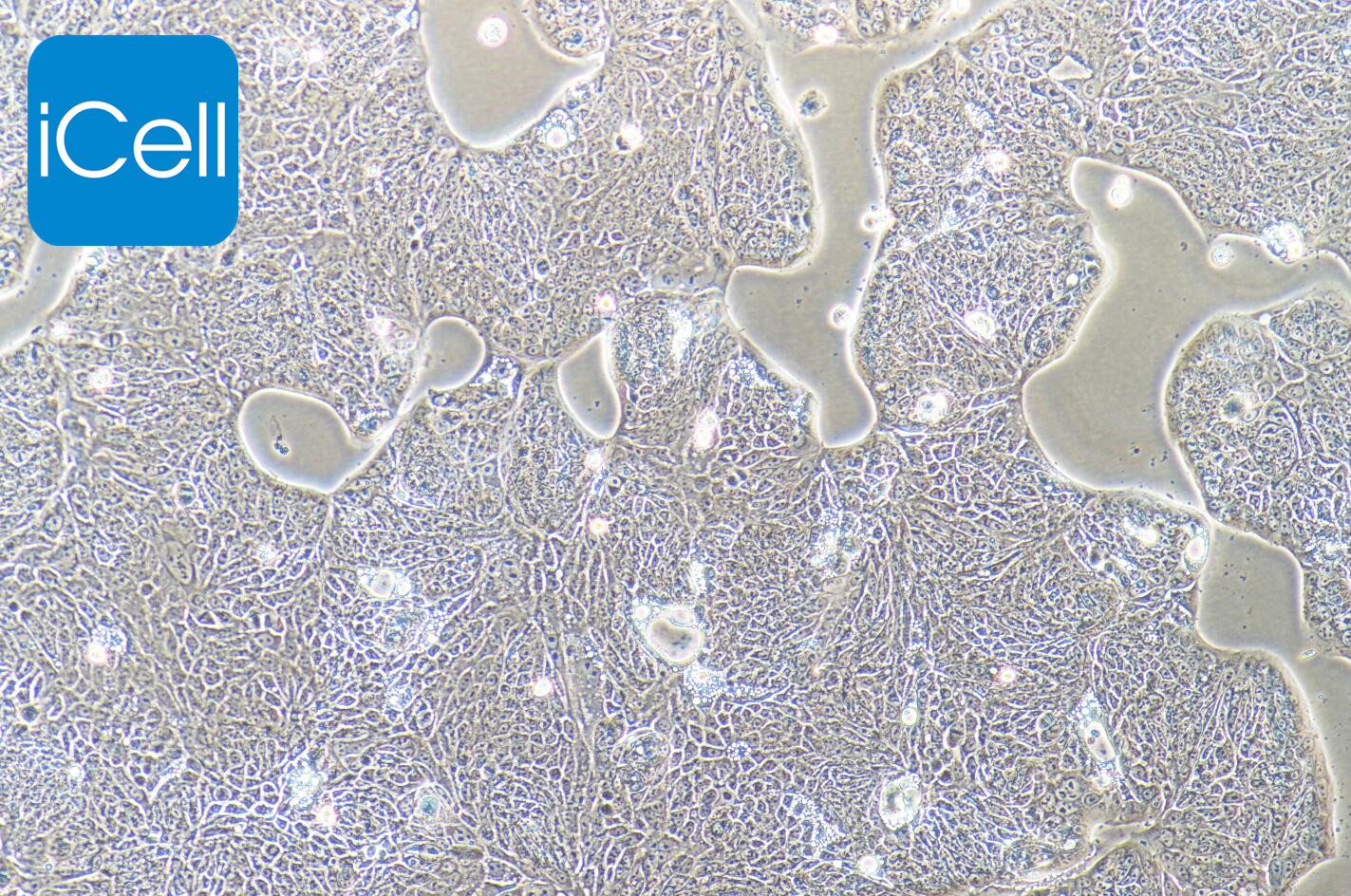 SW1116 人结肠腺癌细胞-原代细胞-STR细胞-细胞培养基-镜像绮点生物