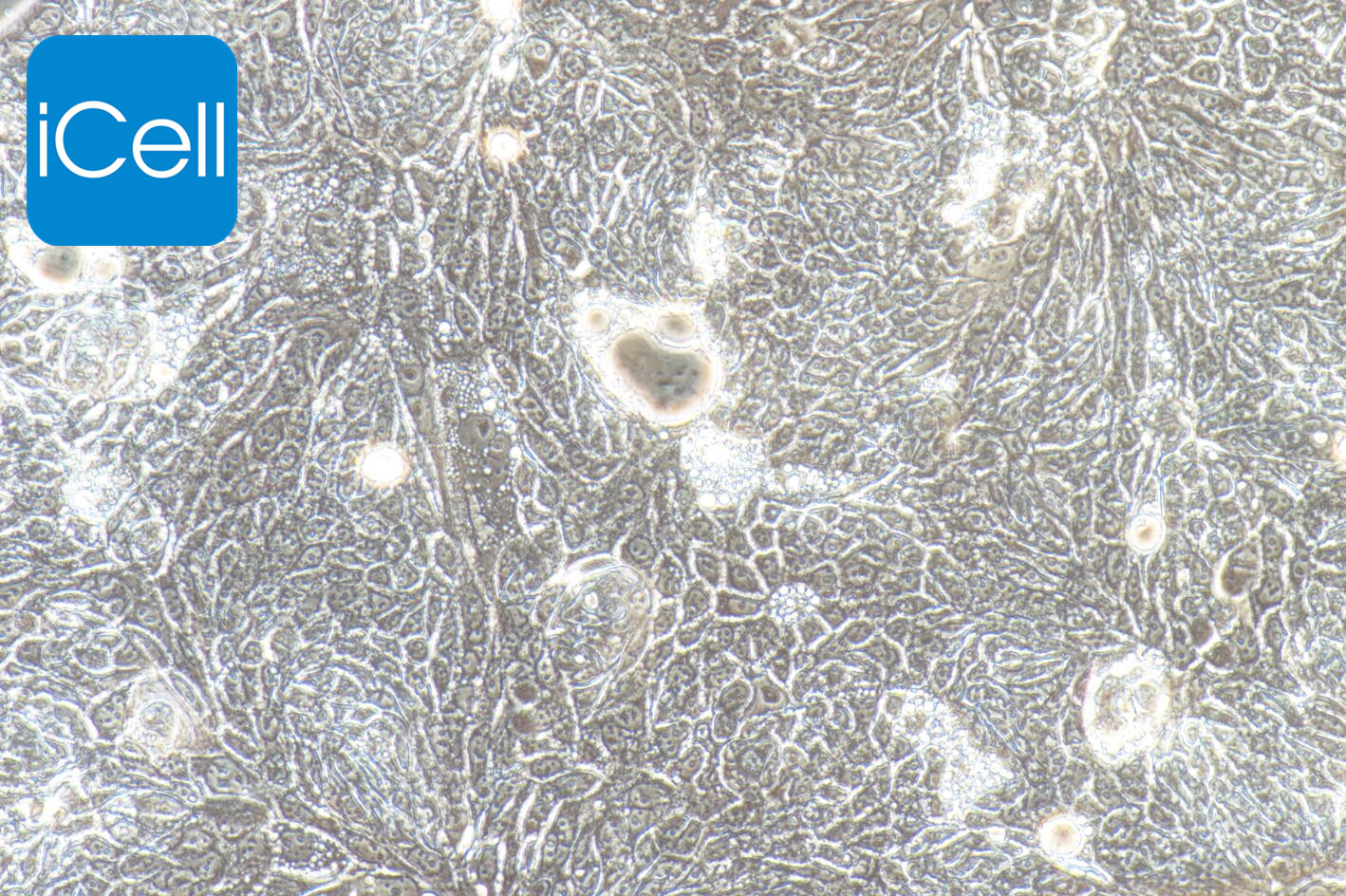 SW1116 人结肠腺癌细胞-原代细胞-STR细胞-细胞培养基-镜像绮点生物