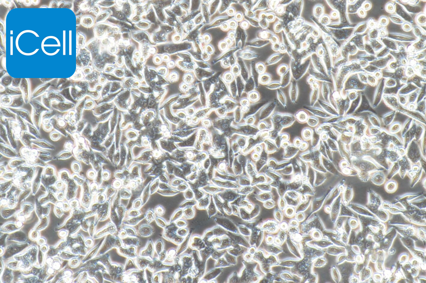 SW620 人结直肠腺癌细胞-原代细胞-STR细胞-细胞培养基-镜像绮点生物