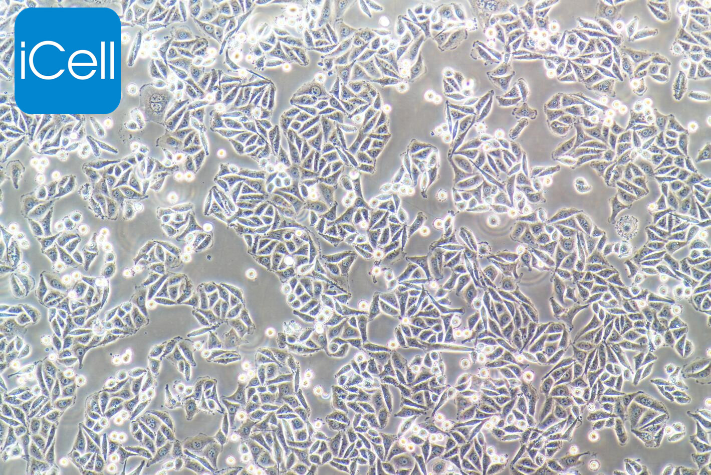 SW480 人结肠腺癌细胞-原代细胞-STR细胞-细胞培养基-镜像绮点生物