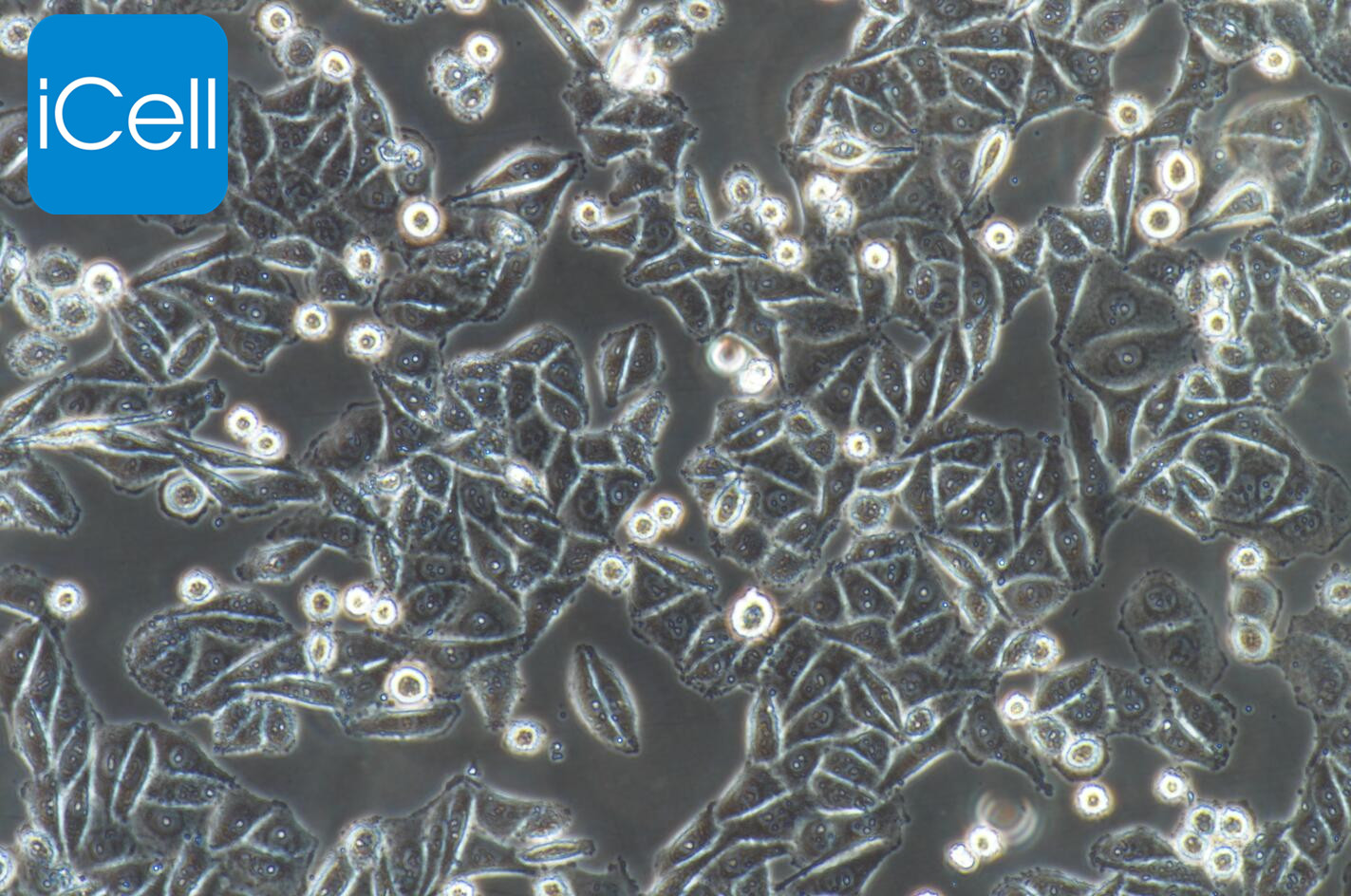 SW480 人结肠腺癌细胞-原代细胞-STR细胞-细胞培养基-镜像绮点生物