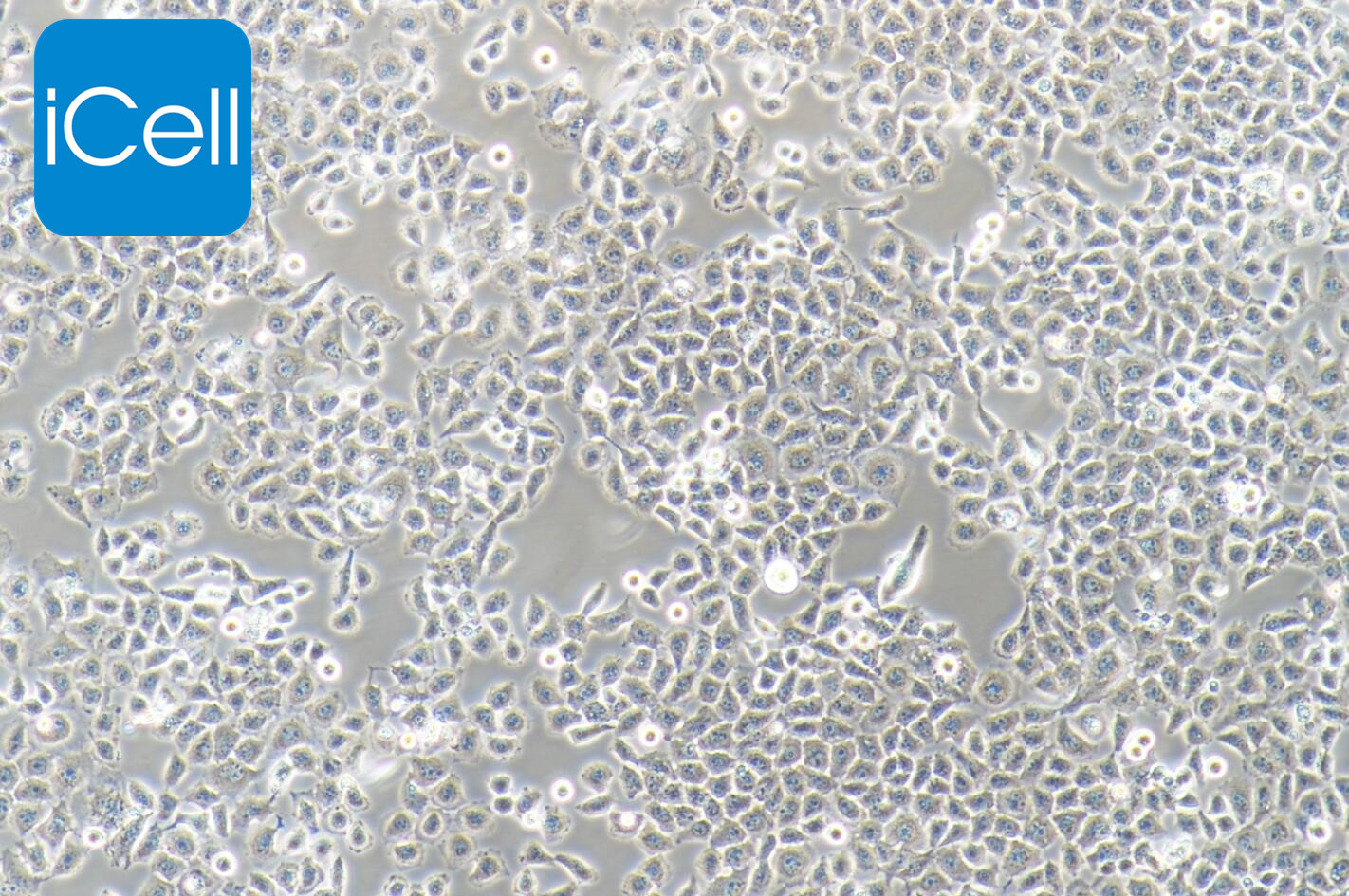 SMMC-7721 人肝癌细胞-原代细胞-STR细胞-细胞培养基-镜像绮点生物